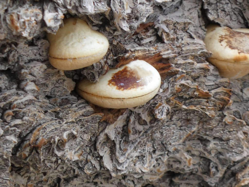 Veiled Polypore from Long Valley on July 23, 2022 at 09:53 AM by Chris ...