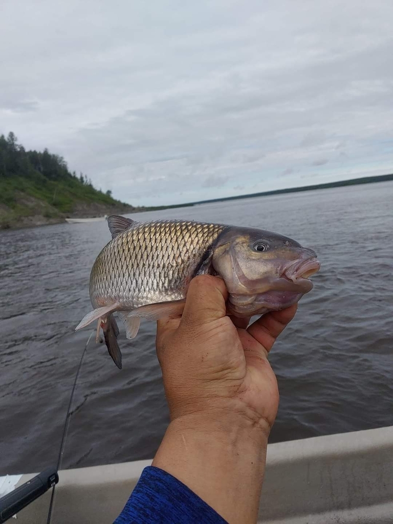 Fallfish from Nouveau toponyme à venir, QC, Canada on July 23, 2022 at ...