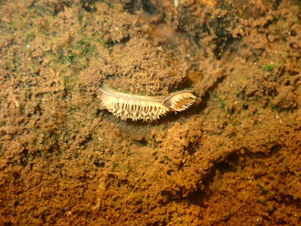 Triangle Floater from New Braintree, MA, USA on July 23, 2022 at 03:51 ...