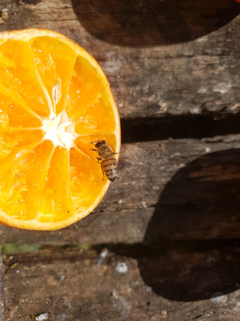 African Honey Bee from Dan Pienaar, Bloemfontein, 9301, South Africa on ...