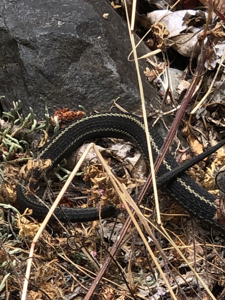 Northwestern Garter Snake from Columbia River Gorge National Scenic ...