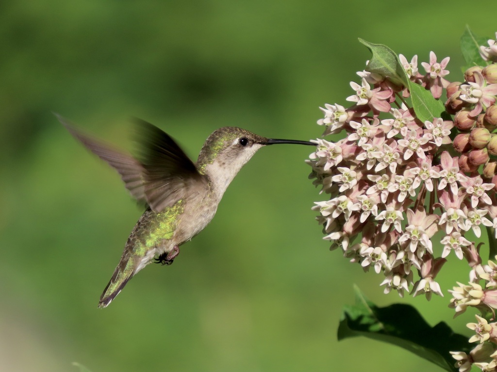 Ruby-throated Hummingbird in July 2022 by Josh Emm · iNaturalist