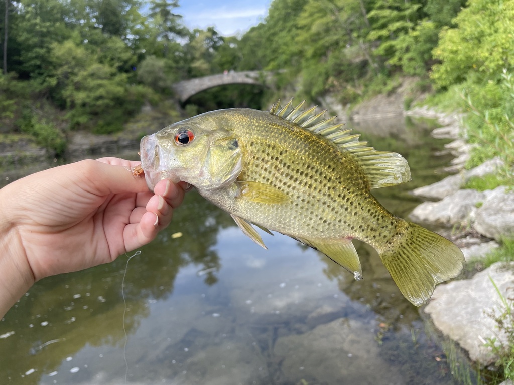 Rock Bass from Cornell University, Ithaca, NY, US on July 23, 2022 at ...