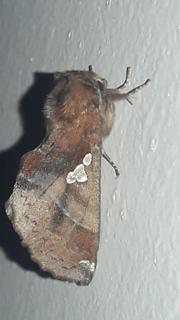 Hapigia from Unión Santa Cruz, 99350 Jerez de García Salinas, Zac ...