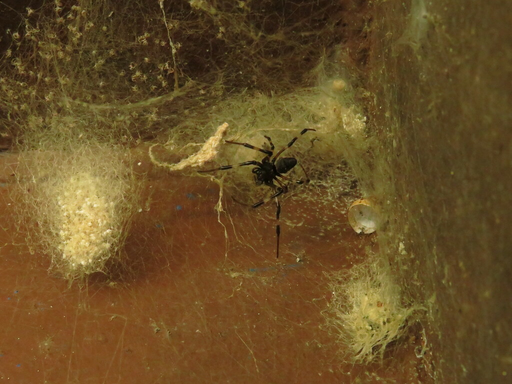 African Hermit Spider from Parque Escola - Vila Principe de Gales ...