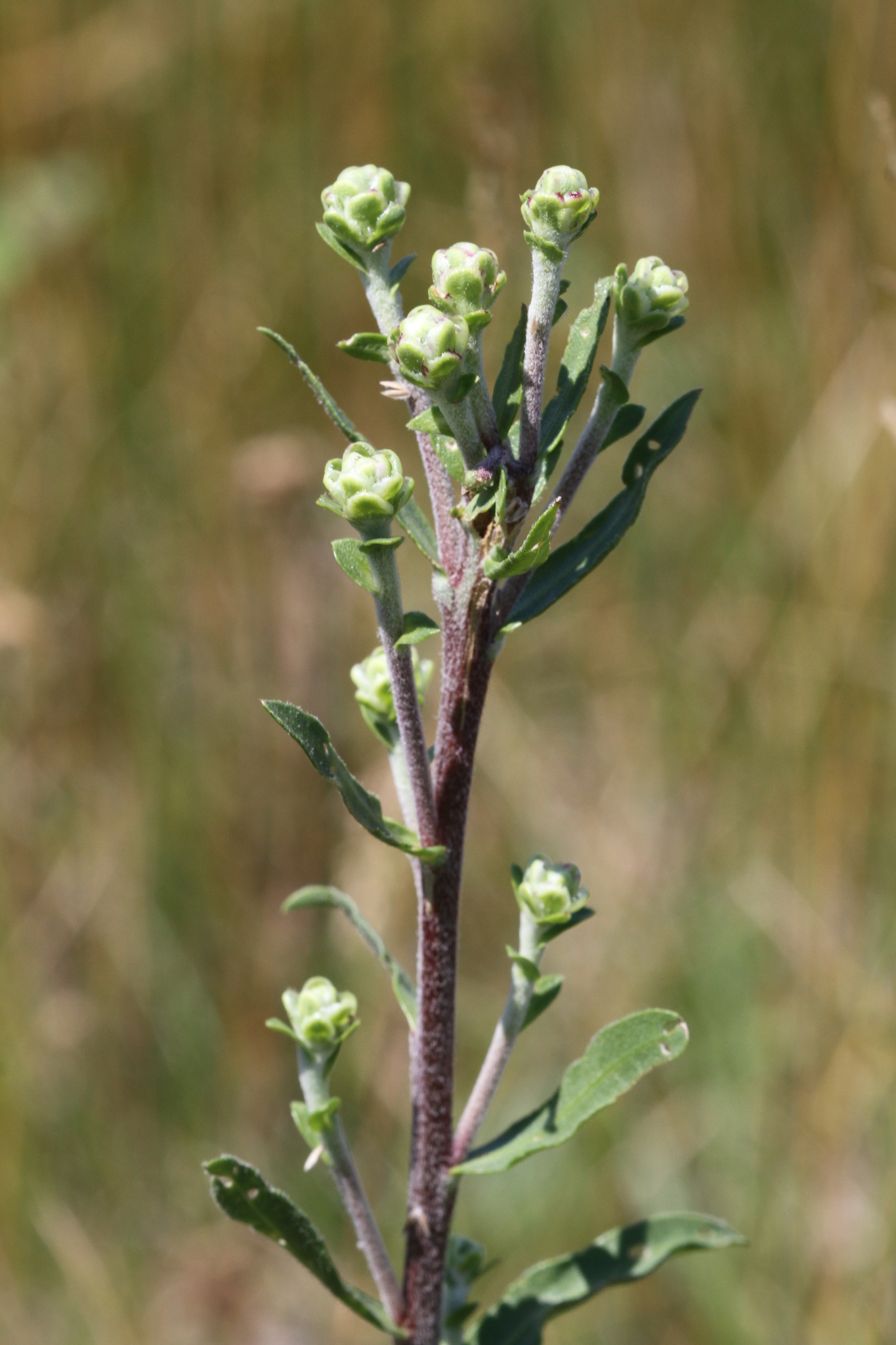 Liatris ligulistylis (A.Nels.) K.Schum.