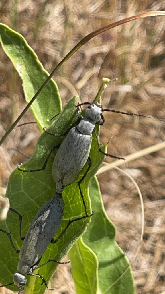 Burning Blister Beetles from Cumby on July 23, 2022 at 04:45 PM by ...