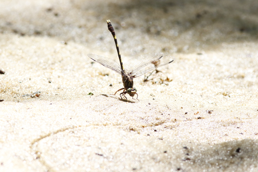 Common Sanddragon from Queen Anne's, Maryland, United States on July 23 ...