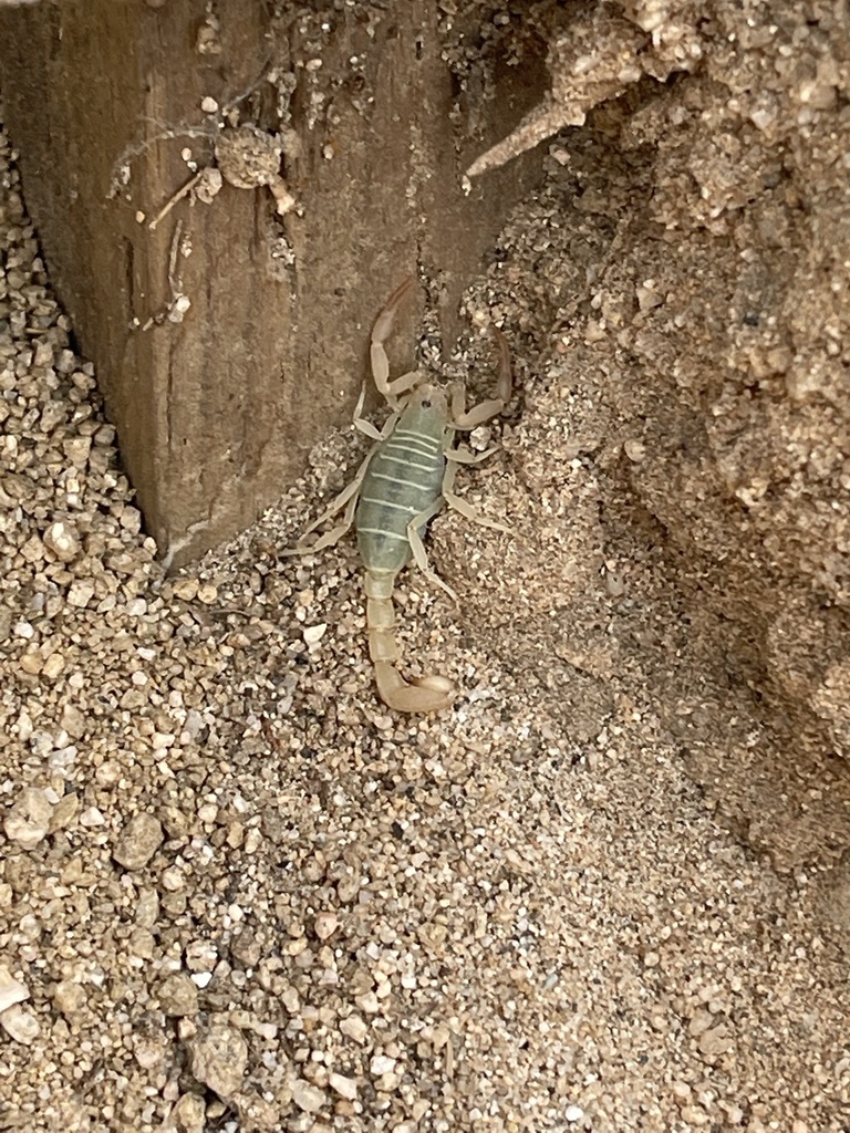 Yellow Devil Scorpion from Aztec Ave, Twentynine Palms, CA, US on July ...