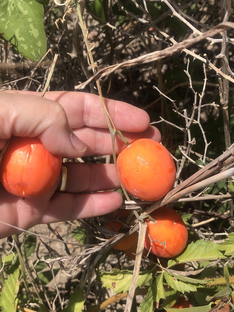 snake apple from County Road 225, Cameron, TX, US on July 23, 2022 at ...