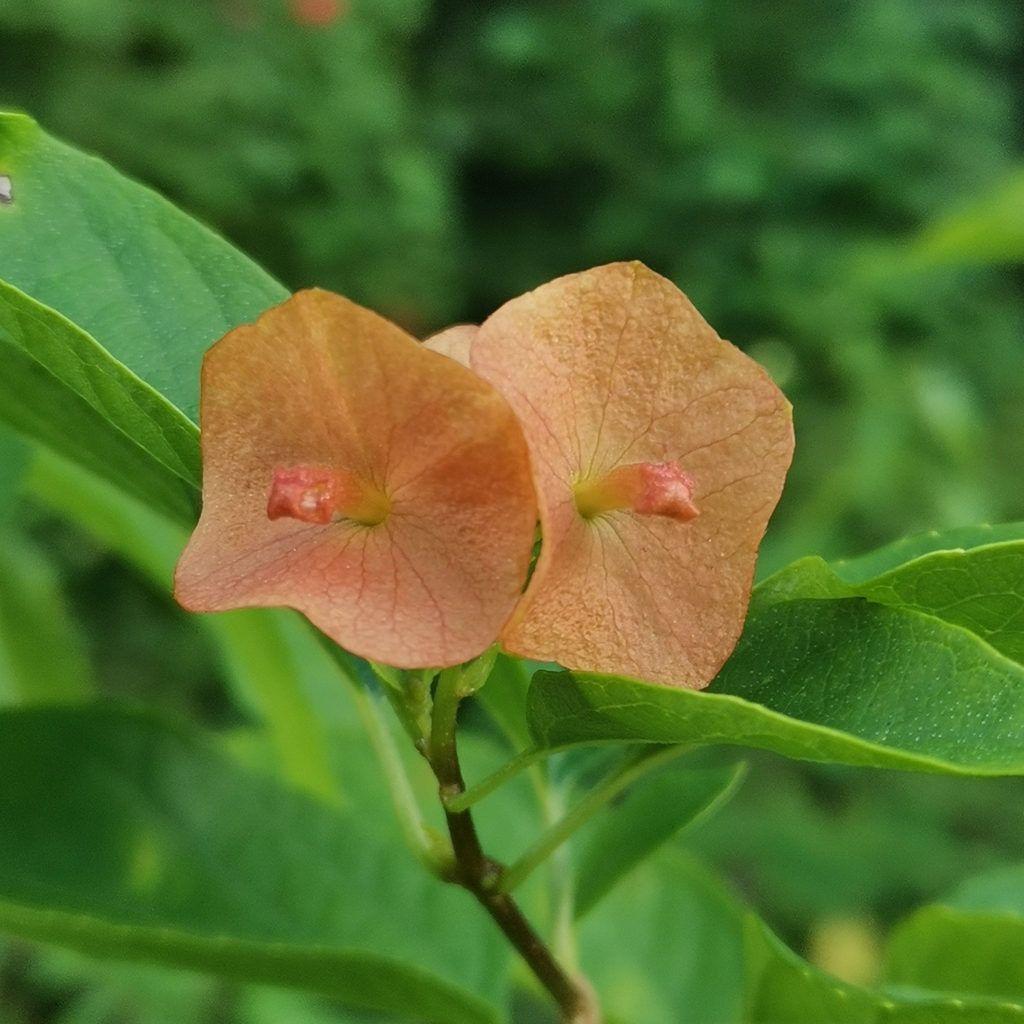 Chinese Hat Plant from Xishuangbanna Dai, CN-YN, CN on July 23, 2022 at ...