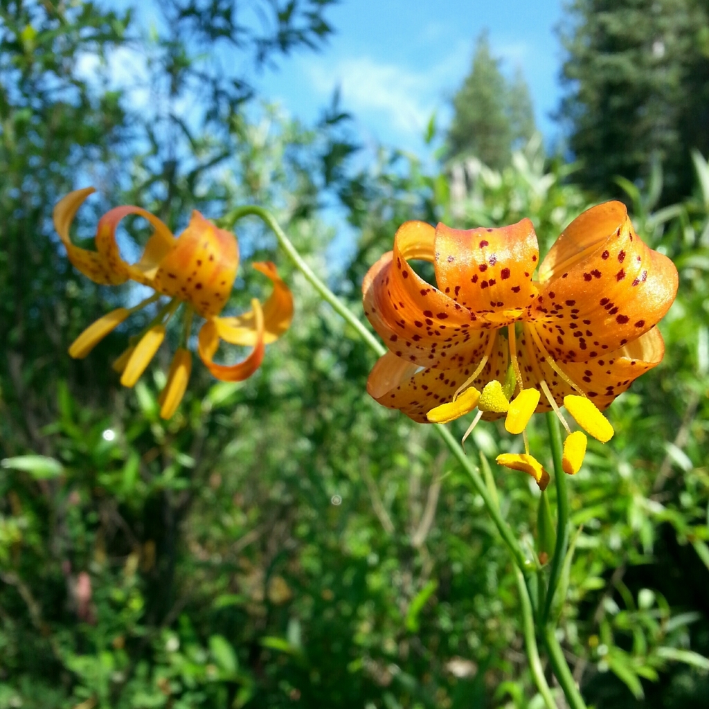 shasta lily (Lilium pardalinum shastense) - Botanical Realm