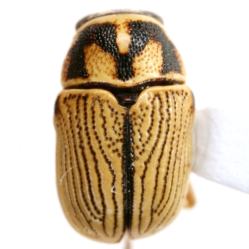 Legume Case-bearing Leaf Beetle (Pachybrachis othonus) wildspecies.ca