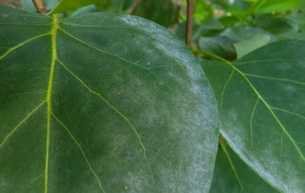 Lilac Powdery Mildew from Richfield, NC, USA on July 23, 2022 at 02:50 ...