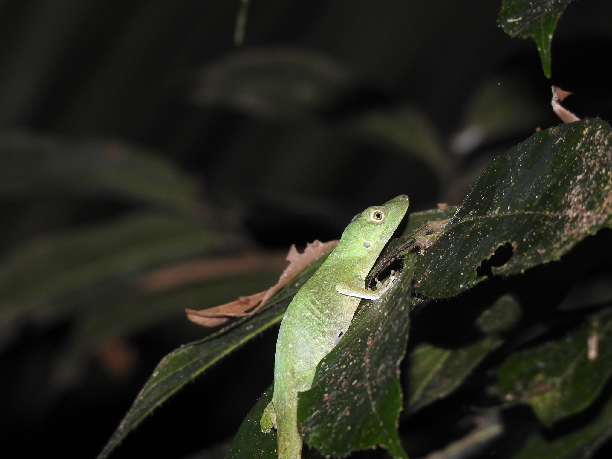 Anolis punctatus Daudin, 1802