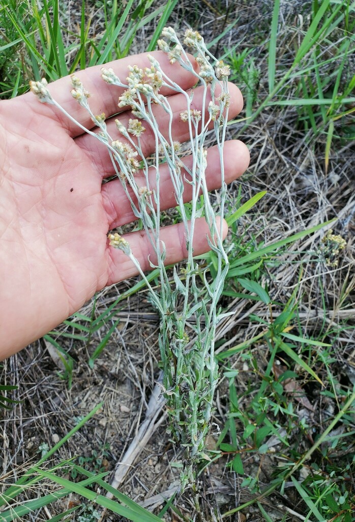 Jersey Cudweed from St Tammany Parish, LA, USA on July 20, 2022 at 07: ...