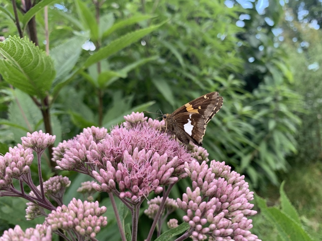 Silver-spotted Skipper from Grandin Ave, Rockville, MD, US on July 23 ...