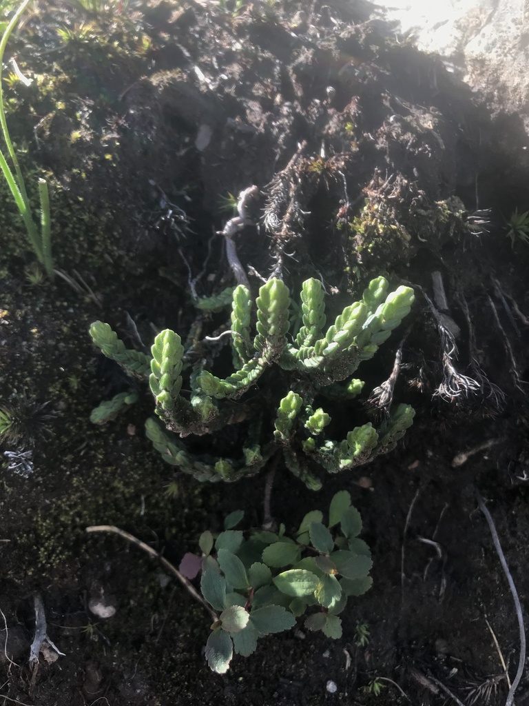 Arctic bell-heather from Chugach State Park, Anchorage, AK, US on July ...