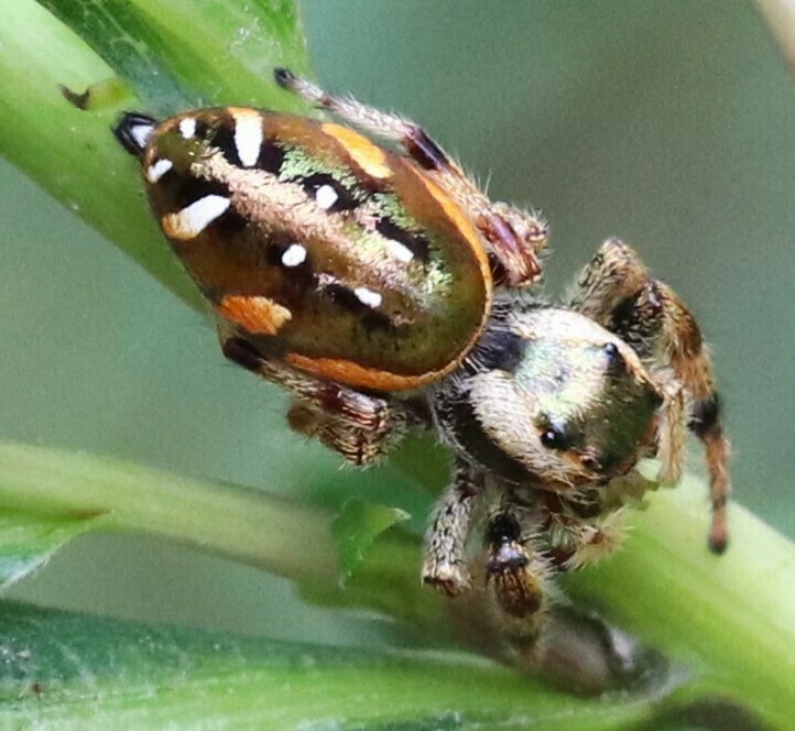 Golden Jumping Spider from Malden, Windsor, ON, Canada on July 23, 2022 ...