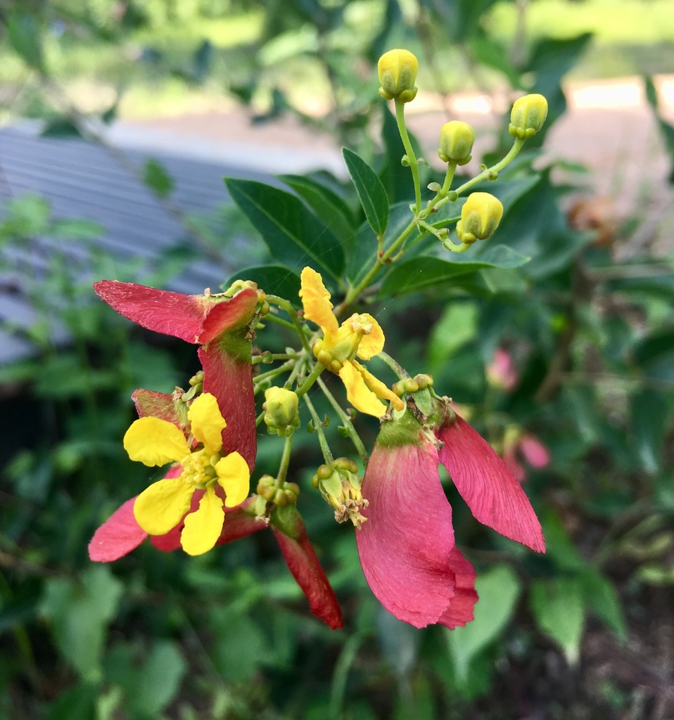 red wing from Houston Arboretum & Nature Center, Houston, TX, US on ...