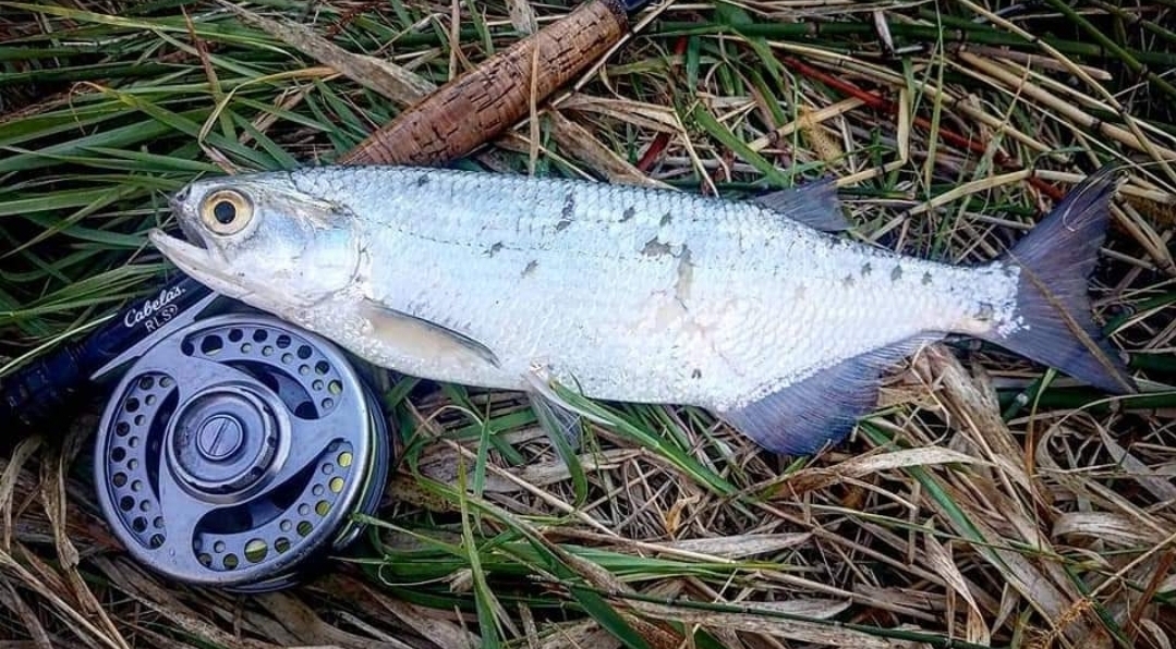 Hiodon Lesueur, 1818