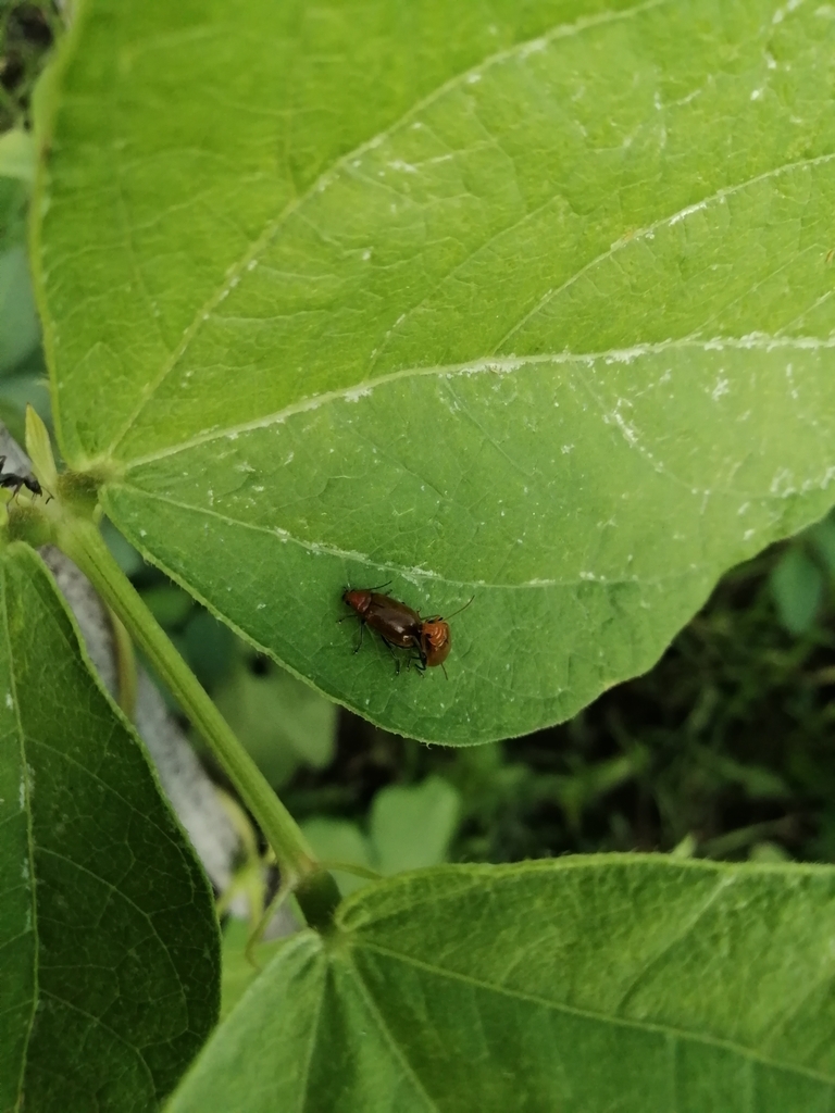 Aulacophora indica from 857 Hagiharachō, Ikoma, Nara 630-0234, Japan on ...
