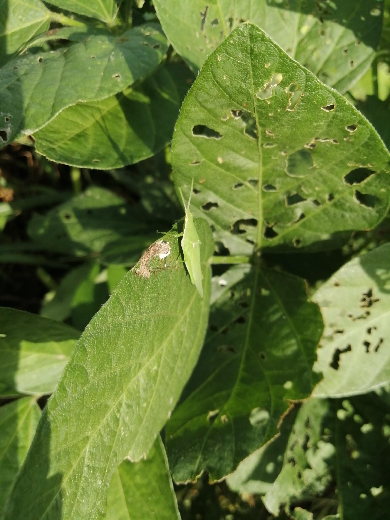 Atractomorpha lata (Mochulsky, 1866)