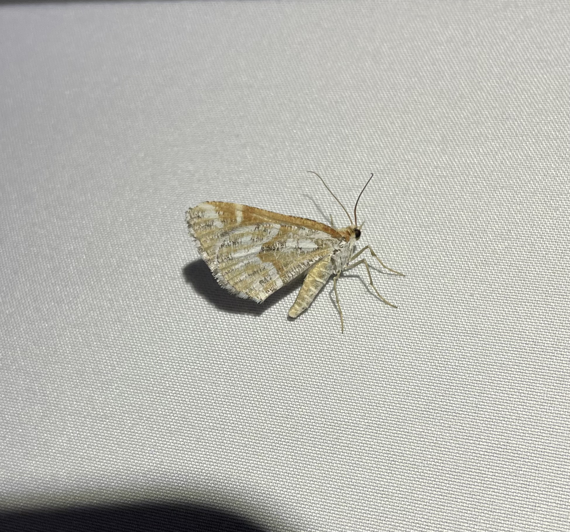 Stamnodes marmorata (Packard, 1871)