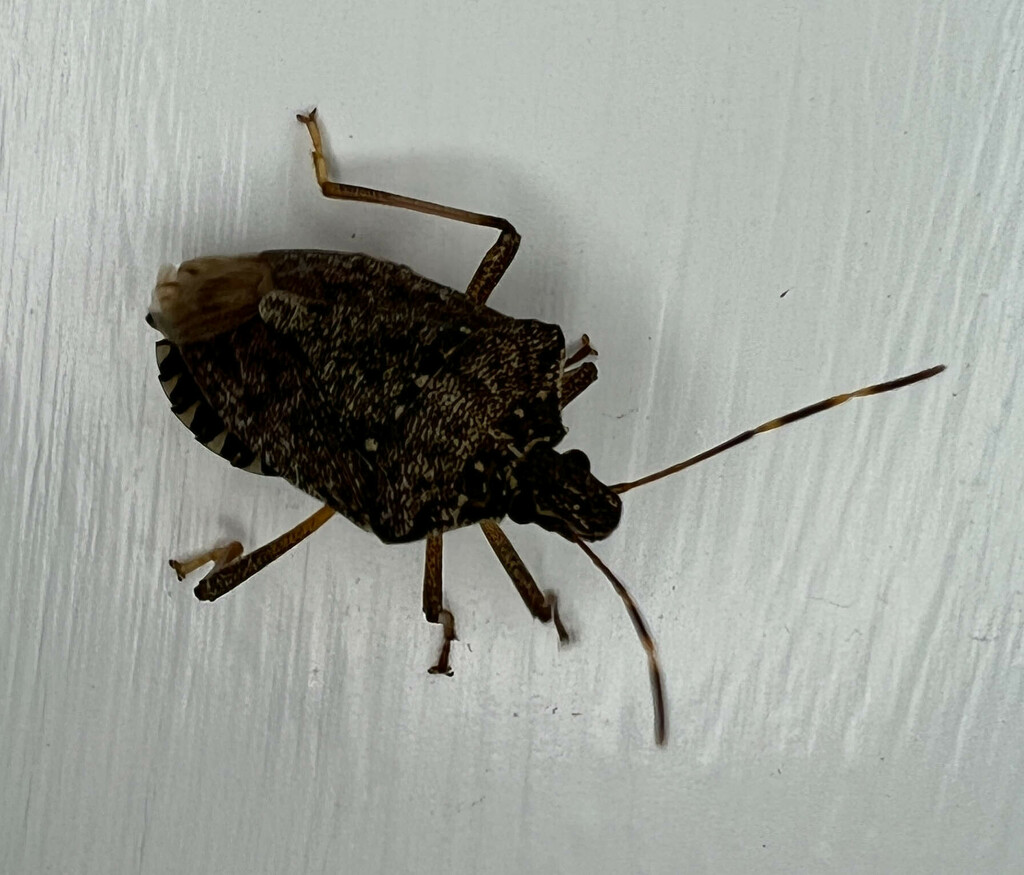 Brown Marmorated Stink Bug from Washington, Maryland, United States on ...