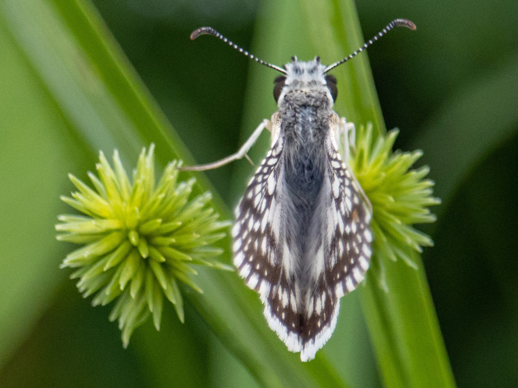 White Checkered-Skipper from Knoll Creek Dr, Carriere, MS, US on July ...