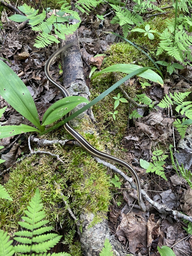 Common Garter Snake from Presque Isle, WI, US on July 23, 2022 at 12:51 ...