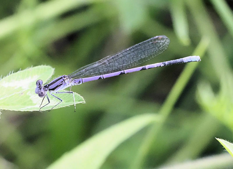 Violet Dancer in July 2022 by Jim Lemon. Napoleon, OH · iNaturalist