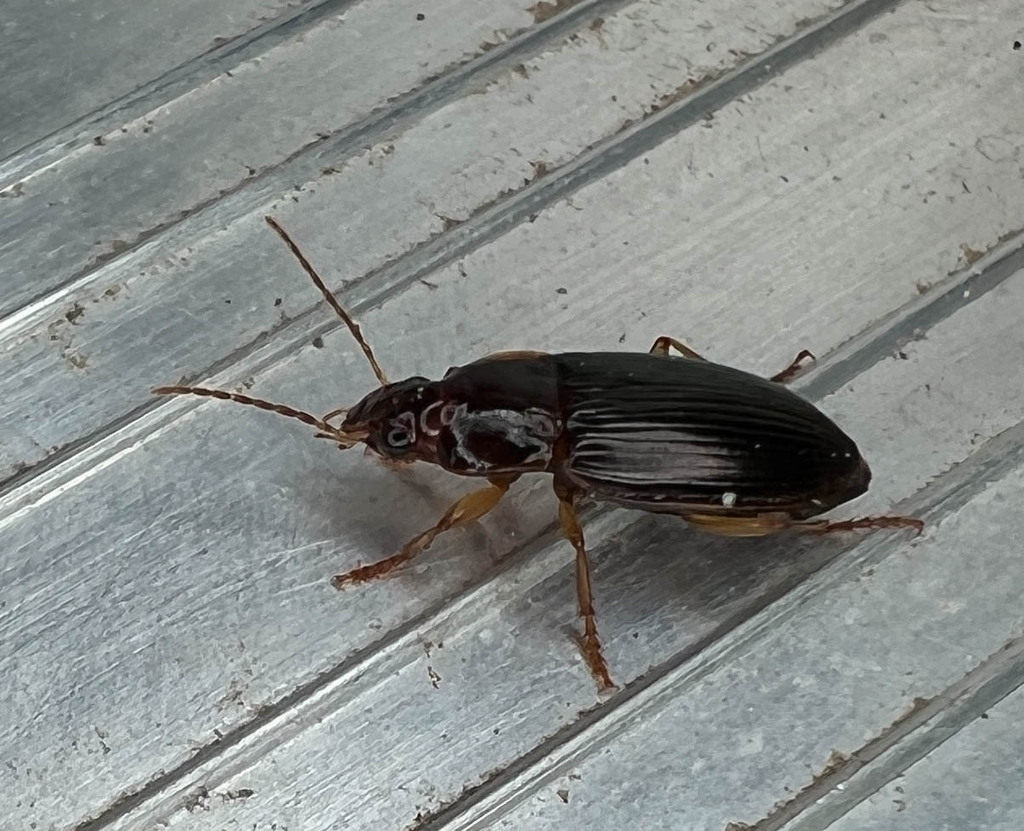 Notiobia terminata from Washington, Maryland, United States on July 22 ...