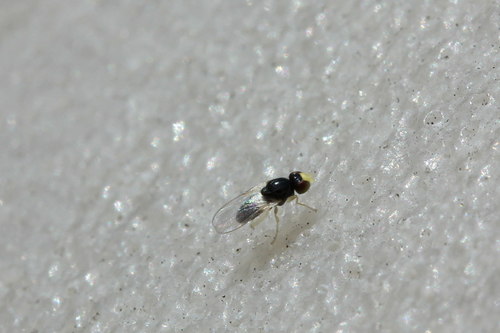 Liohippelates pallipes · iNaturalist