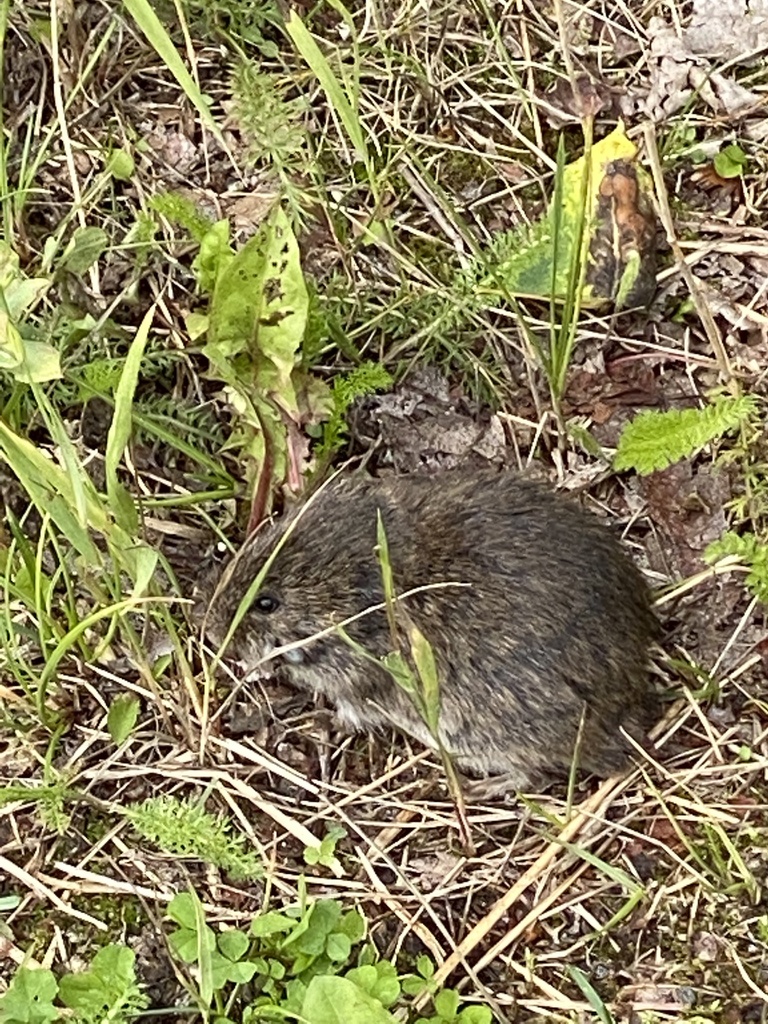 Meadow Vole from North Coastal Trail, Anchorage, AK, US on July 23 ...