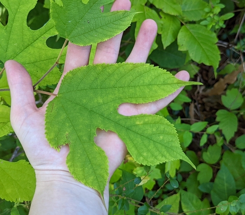 Subspecies Morus rubra rubra · iNaturalist