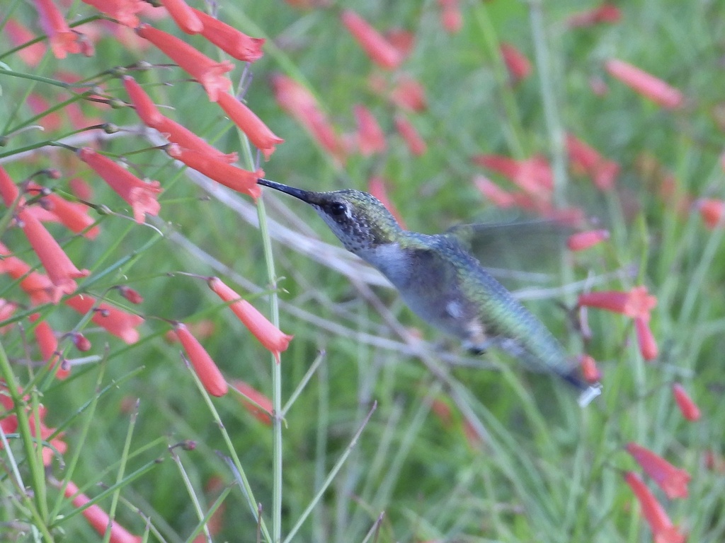 Ruby-throated Hummingbird from Disney's Art of Animation Resort, Bay ...