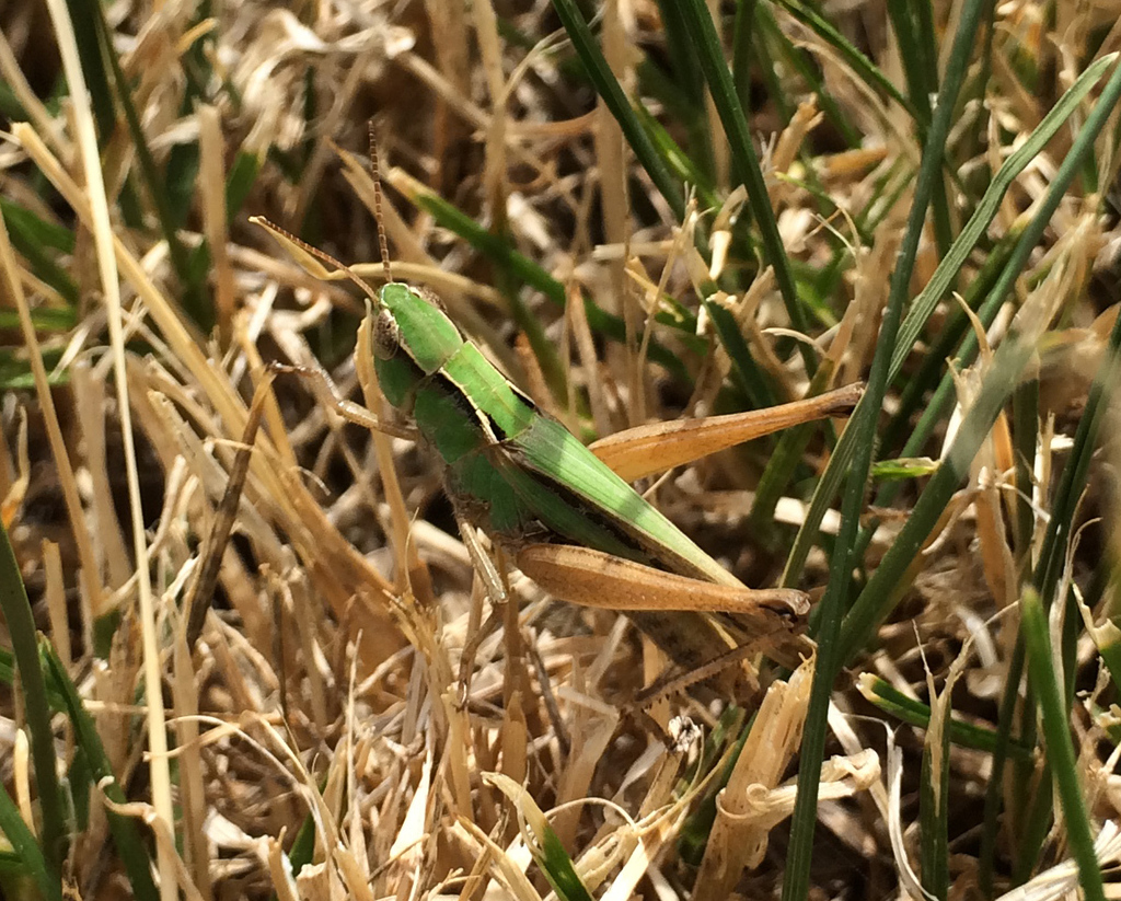 Spotted-winged Grasshopper from Utah County, UT, USA on July 23, 2022 ...