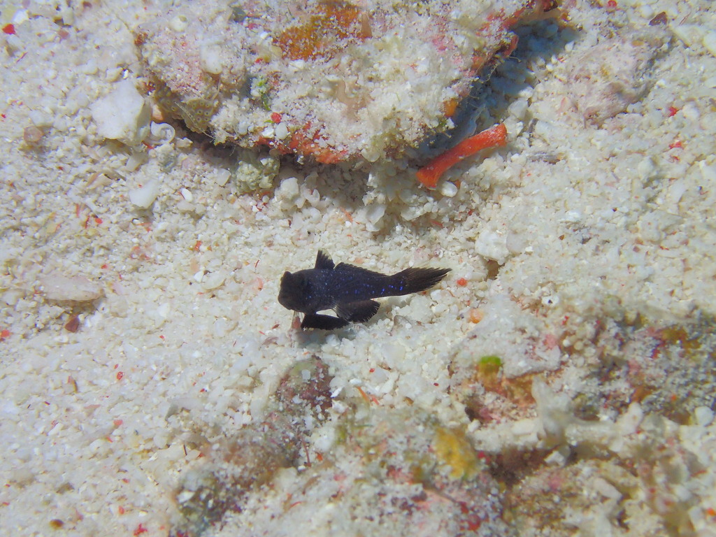 Gobiinae from Citrus Ridge dive site on April 23, 2019 by Matthew ...