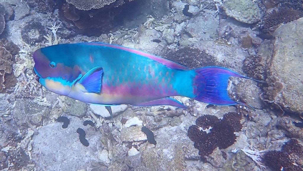 Steephead Parrotfish from The Great Barrier Reef Marine Park ...
