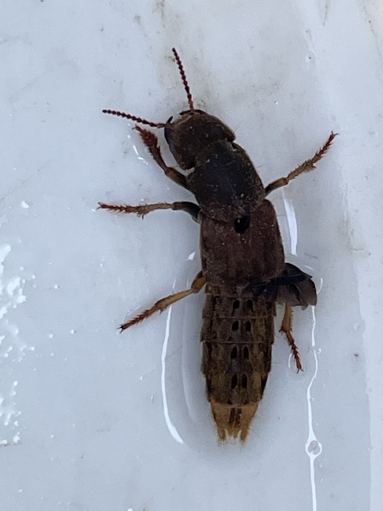 Brown Rove Beetle from Black Hills National Forest, Black Hawk, SD, US ...