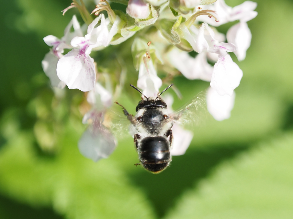 Orange-tipped Wood-digger in July 2022 by Linda Gilbert · iNaturalist
