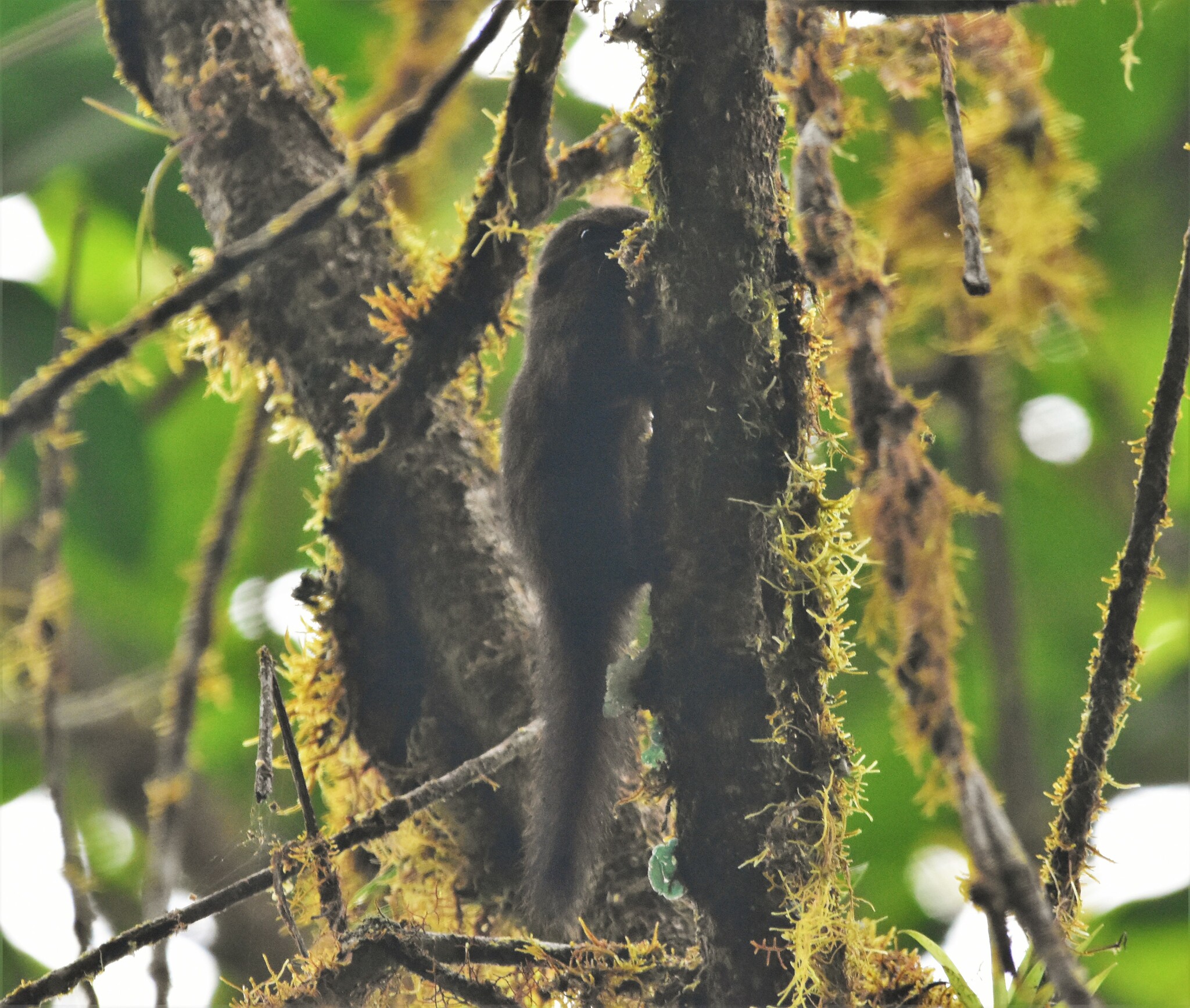 Microsciurus mimulus (Thomas, 1898)