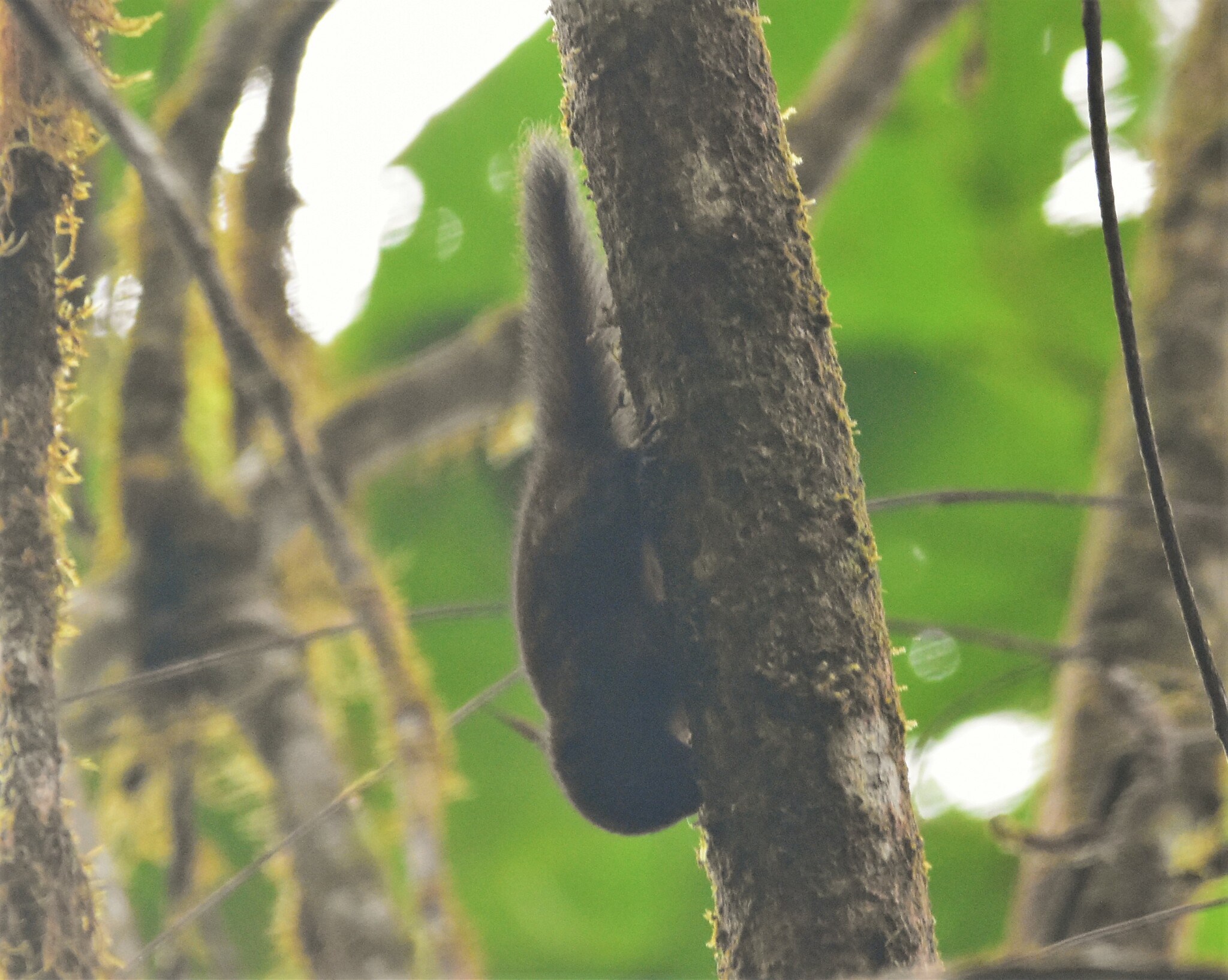 Microsciurus mimulus (Thomas, 1898)