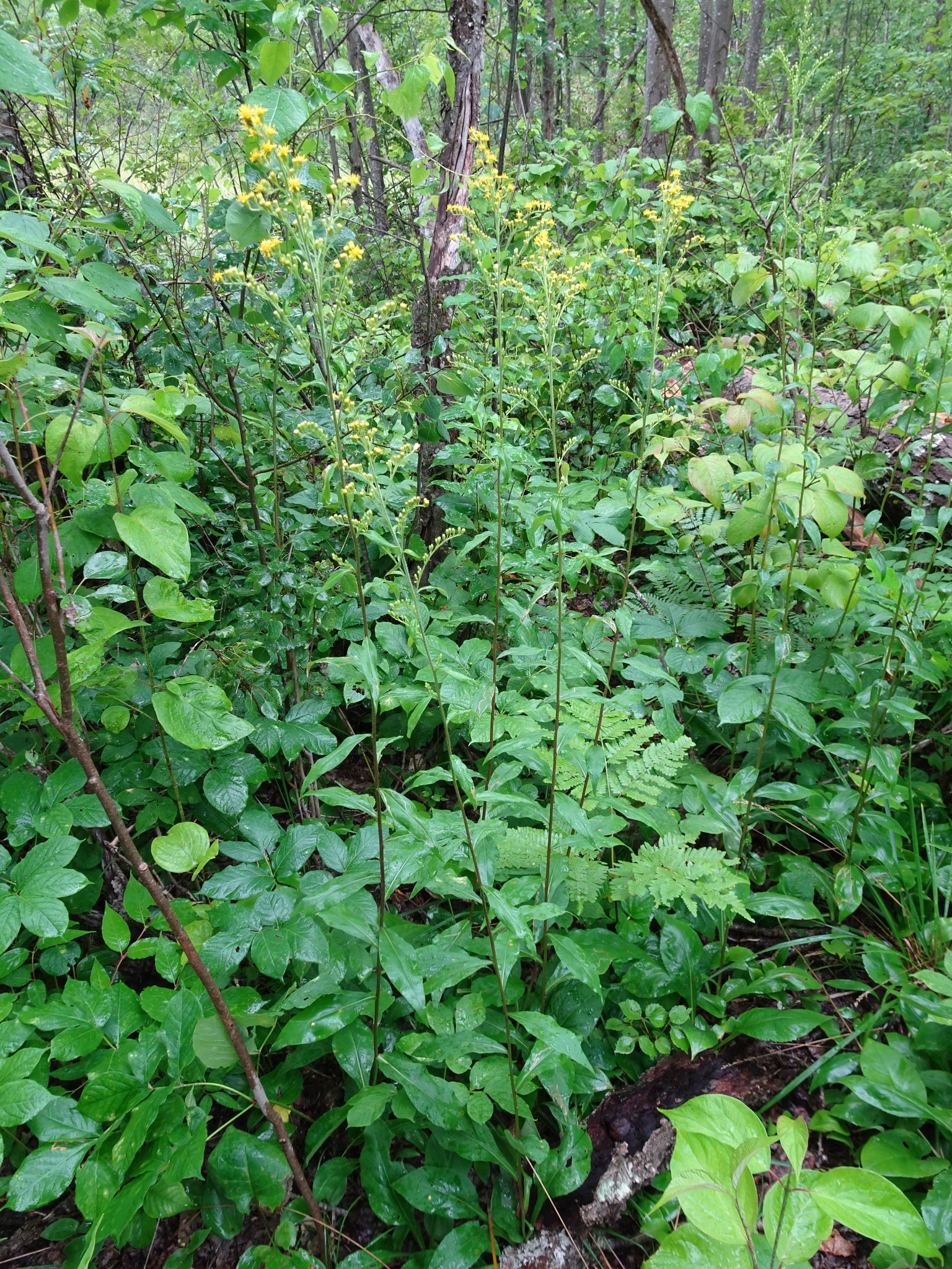 Solidago arguta Aiton