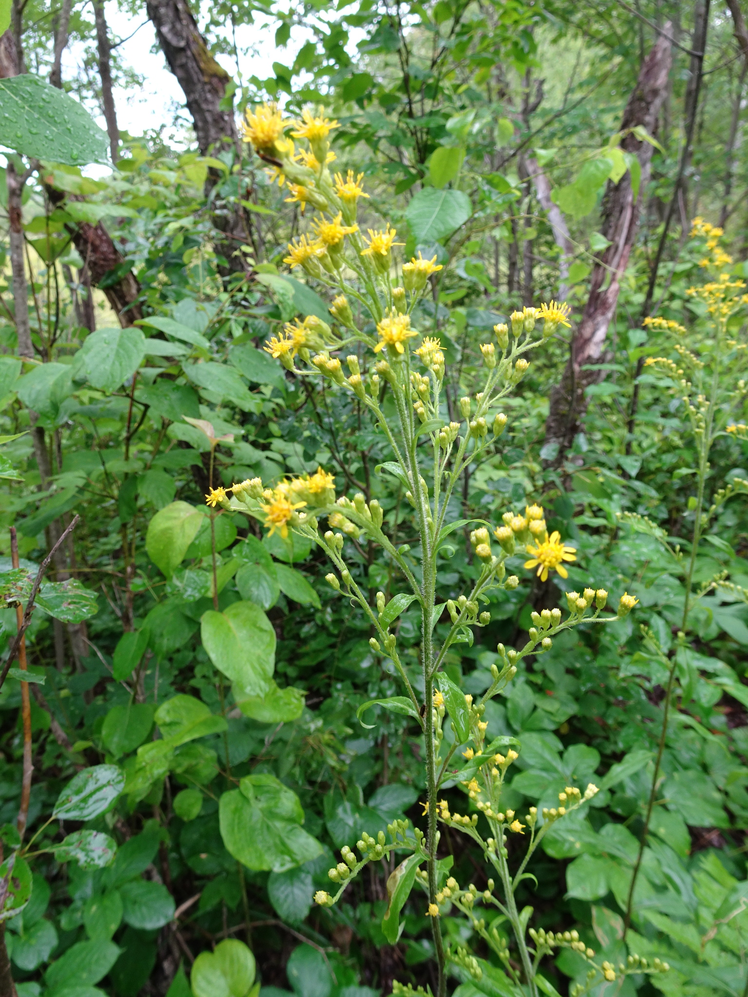 Solidago arguta Aiton