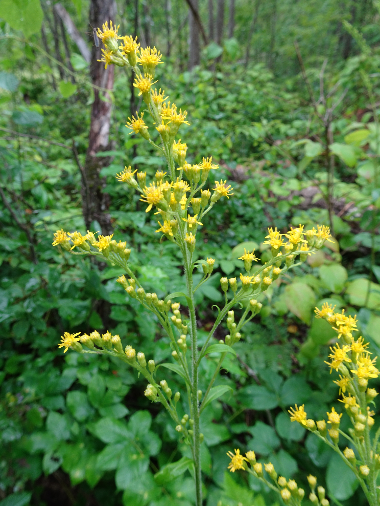Solidago arguta Aiton