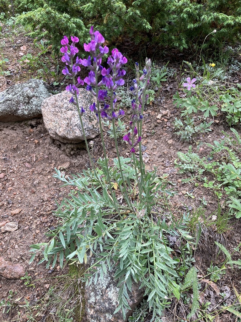 Lambert's Locoweed from Mount Evans Wilderness, Bailey, CO, US on July ...