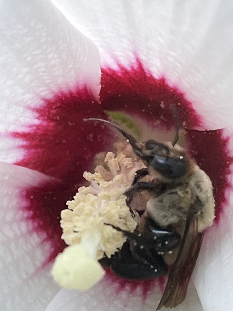 Hibiscus Turret Bee from The Maryland Zoo in Baltimore, Baltimore, MD ...