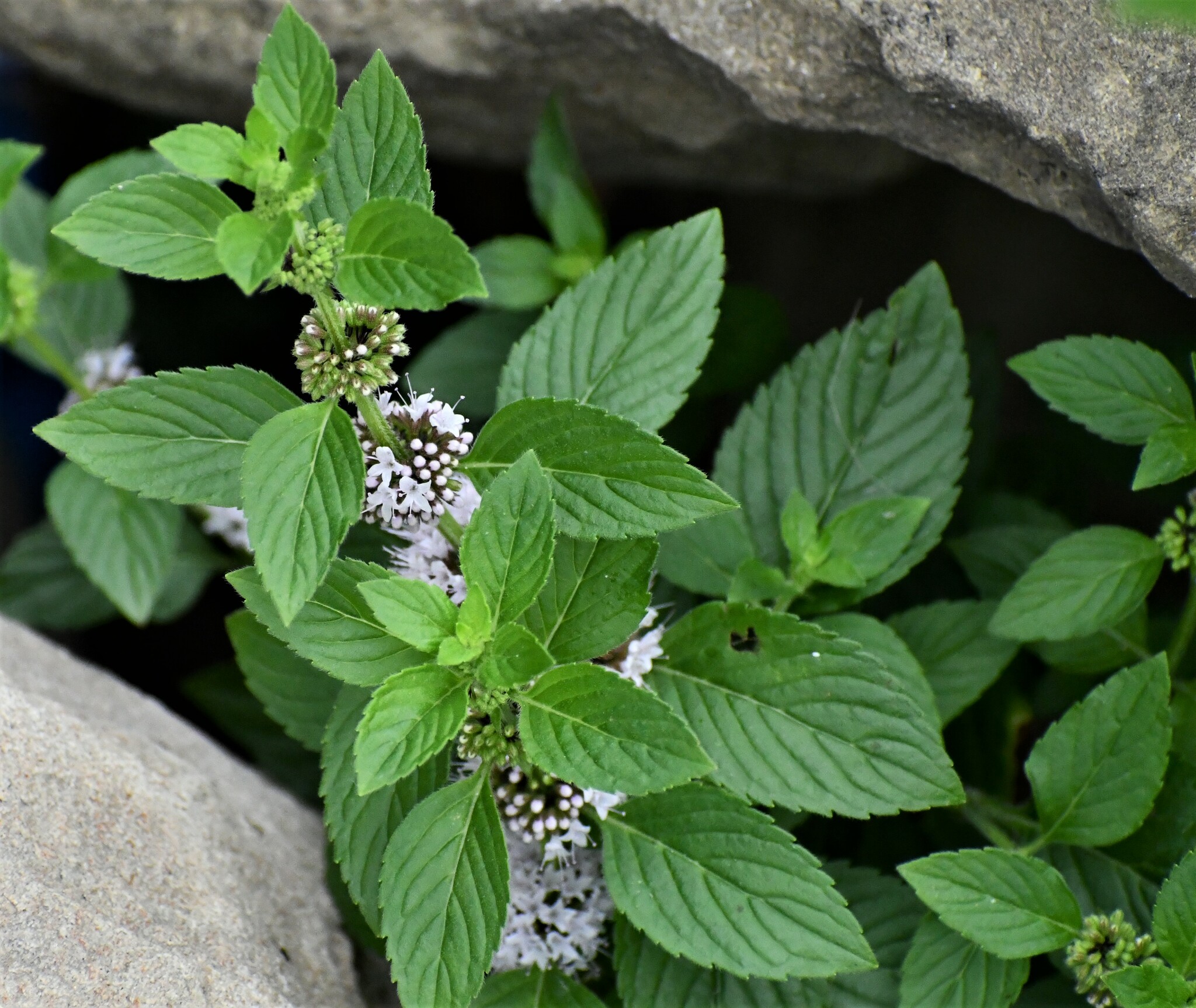 Mentha canadensis L.